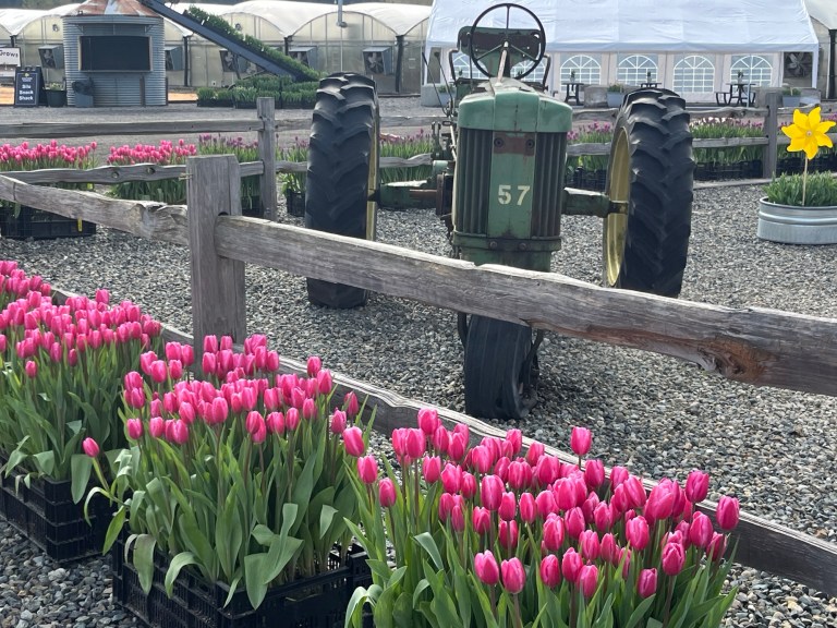 Spring Bloom at Knutson Farms – Redeemingbeautyfamilyadventures