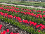Spring Bloom at Knutson Farms – Redeemingbeautyfamilyadventures