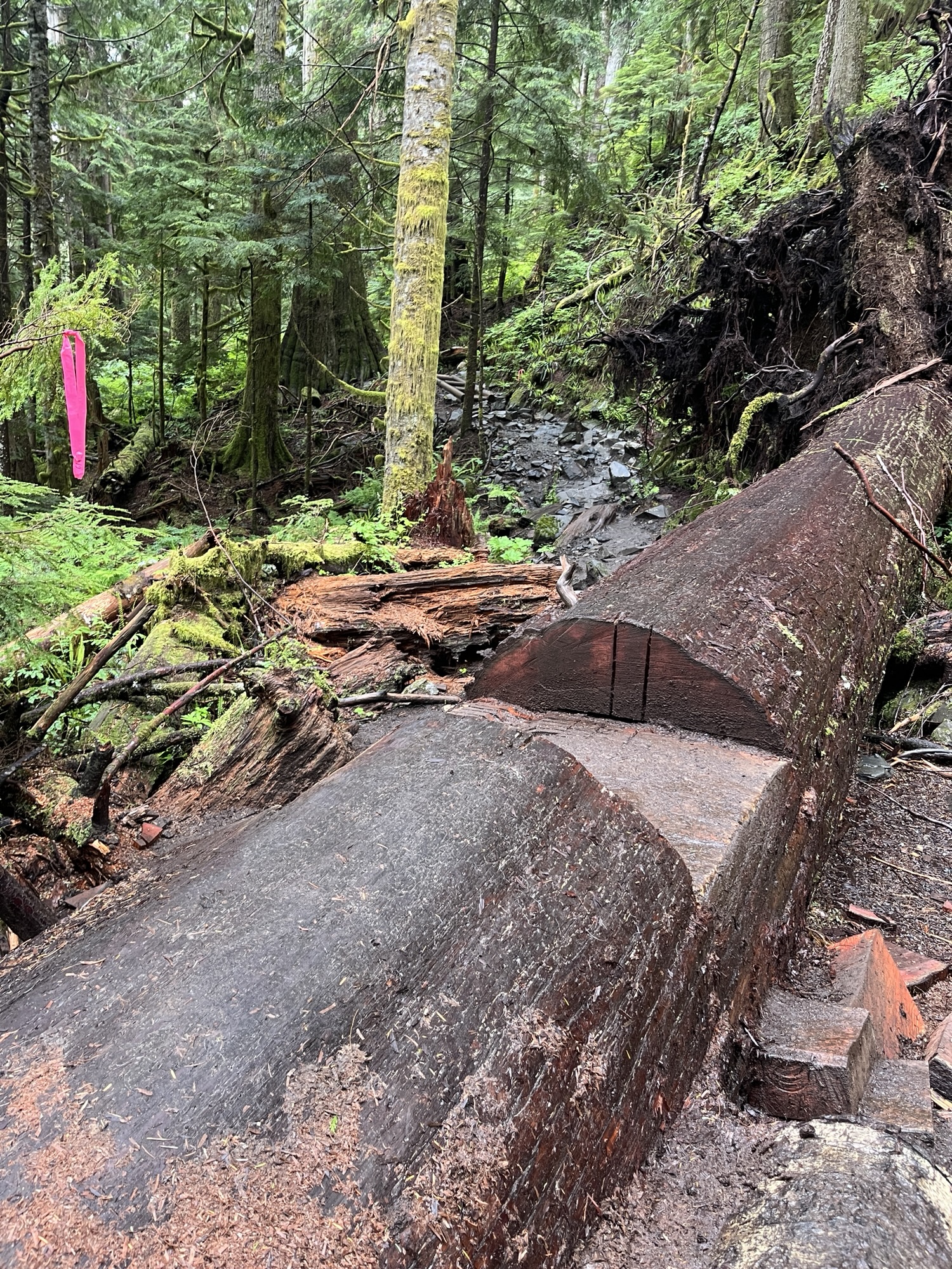 Redeemingbeautyfamilyadventures – Family Adventures • Travel • Disney ...